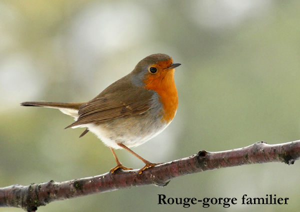 Quel est donc cet oiseau ? - Photos d'oiseaux | Photo oiseau, Oiseaux ...
