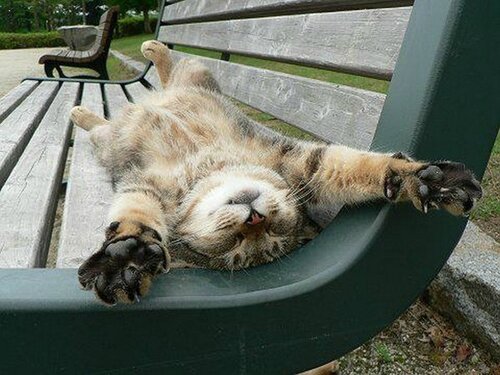 image de chat relax - Image De